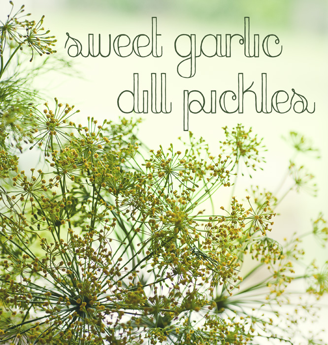 Fresh from the garden: Sweet Garlic Dill Pickles – Charlene Champion ...